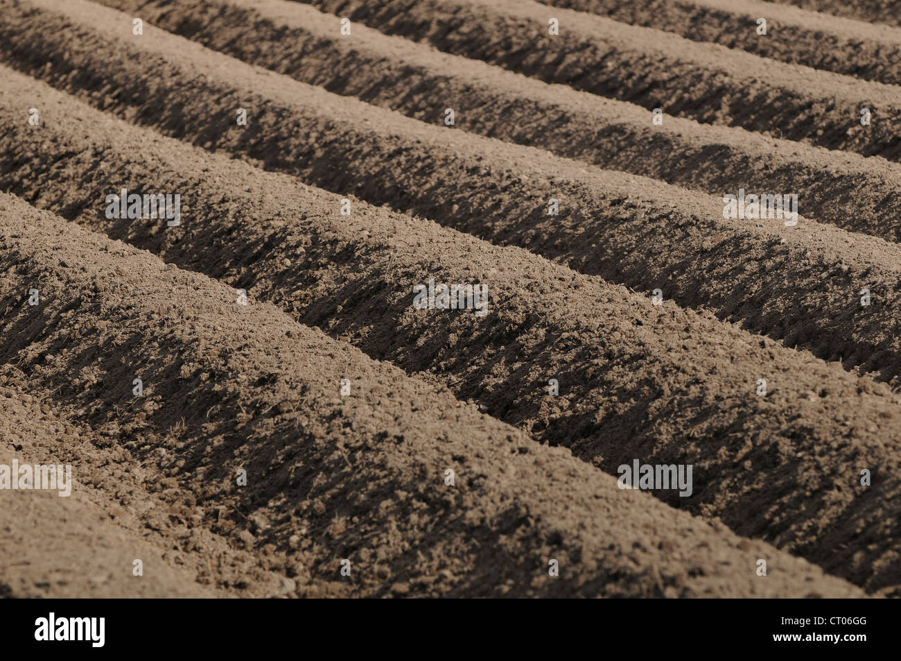 Potato field ireland hi-res stock photography and images - Alamy