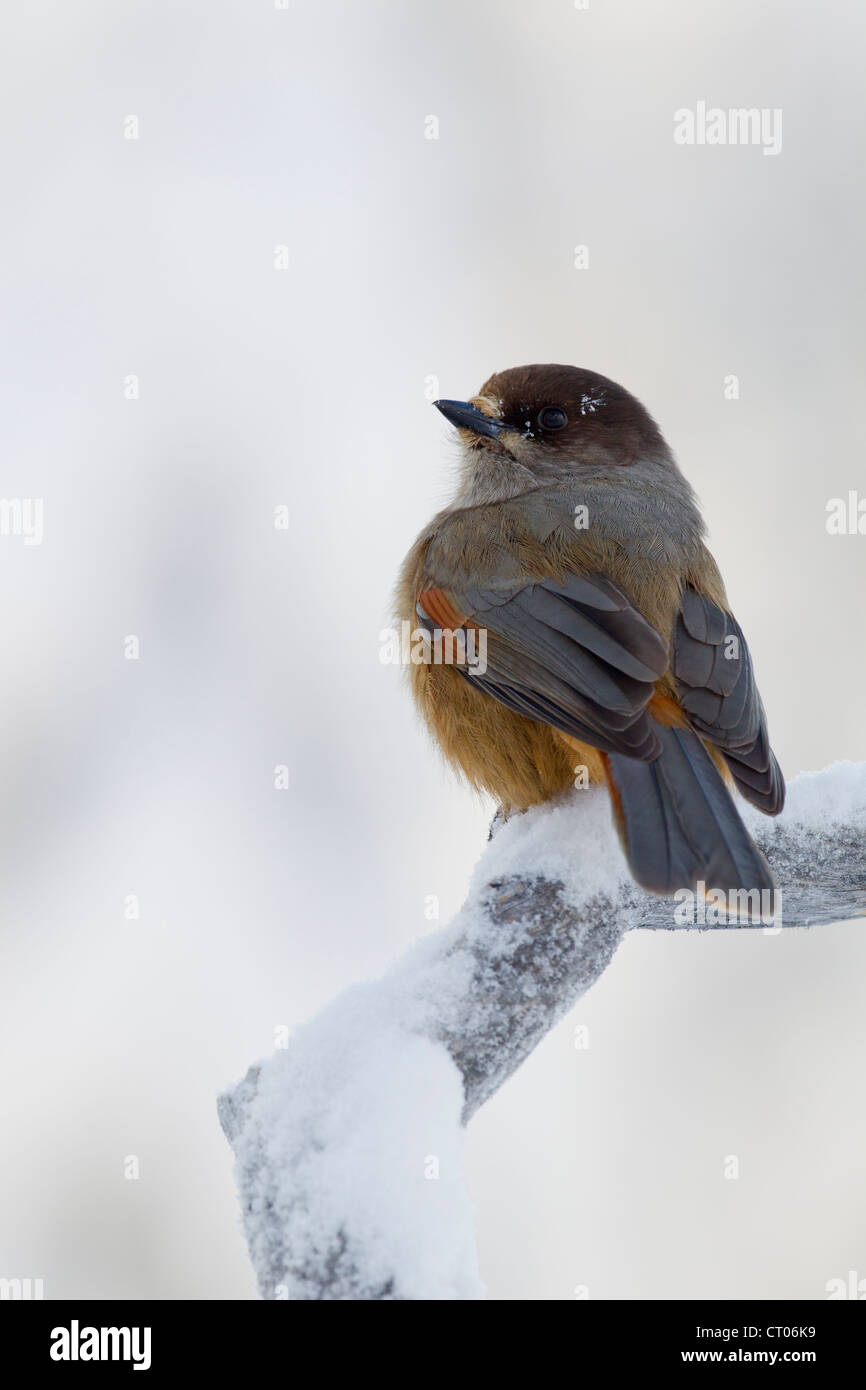 Siberian jay perisoreus infaustus kuusamo hi-res stock photography and ...