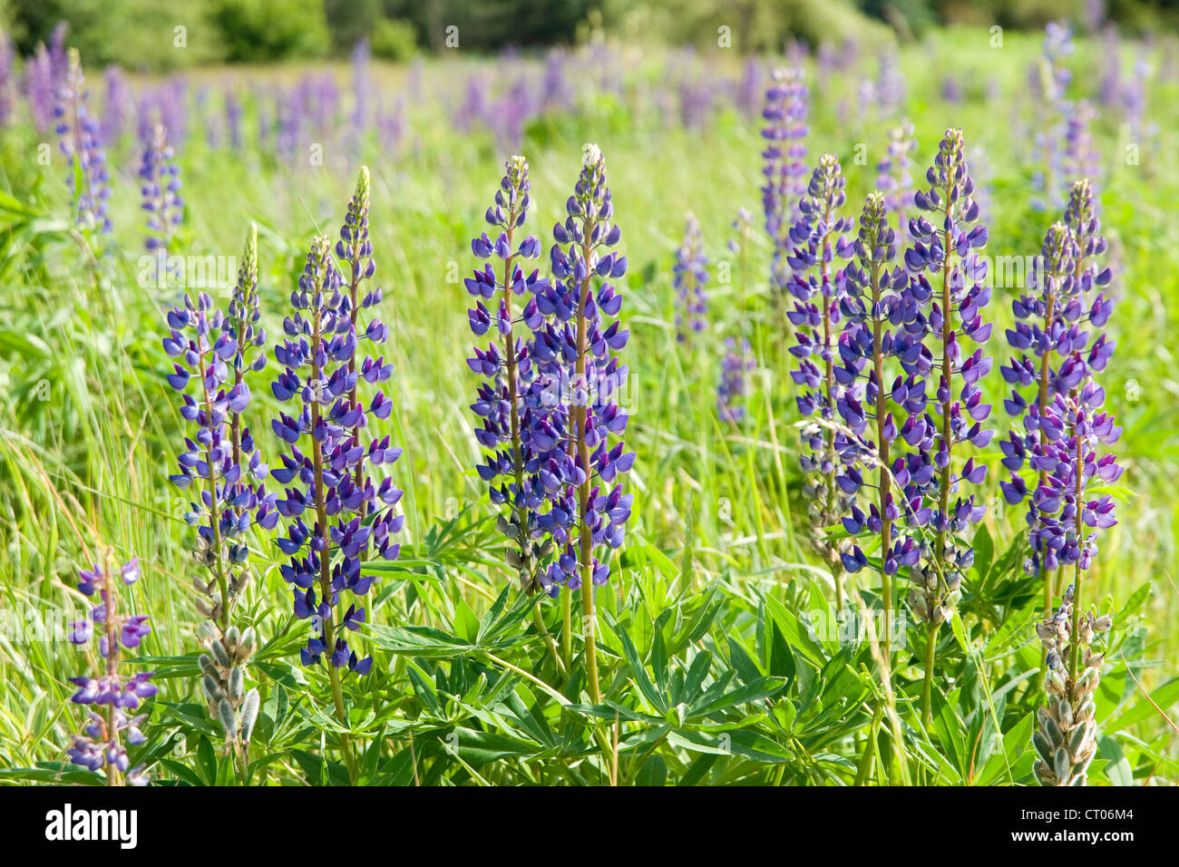 Lupine flowers (genus Lupinus Stock Photo - Alamy