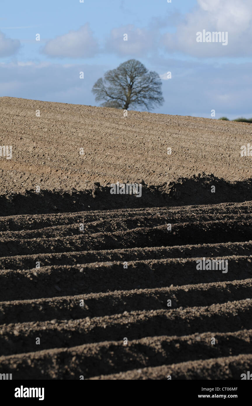 ploughed field recently planted with potatos, Ireland Stock Photo - Alamy