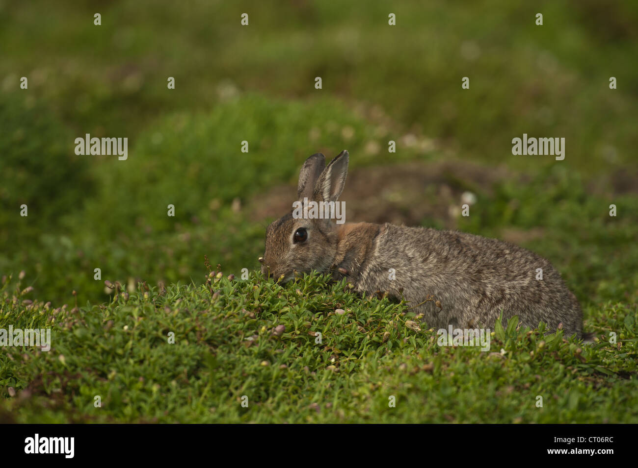 Wild rabbits family hi-res stock photography and images - Alamy