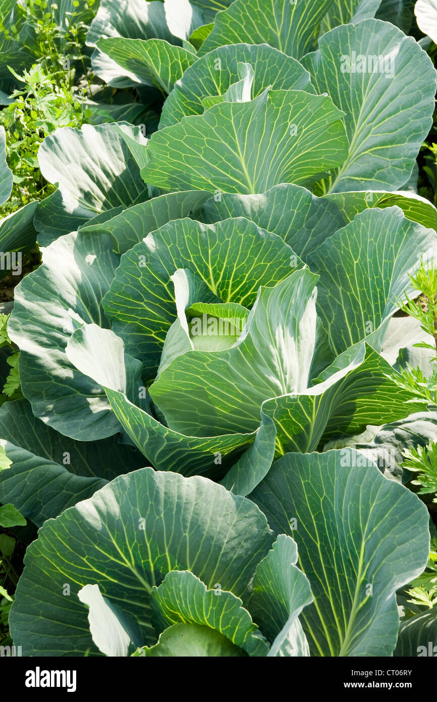 Mature cabbage plant hi-res stock photography and images - Alamy