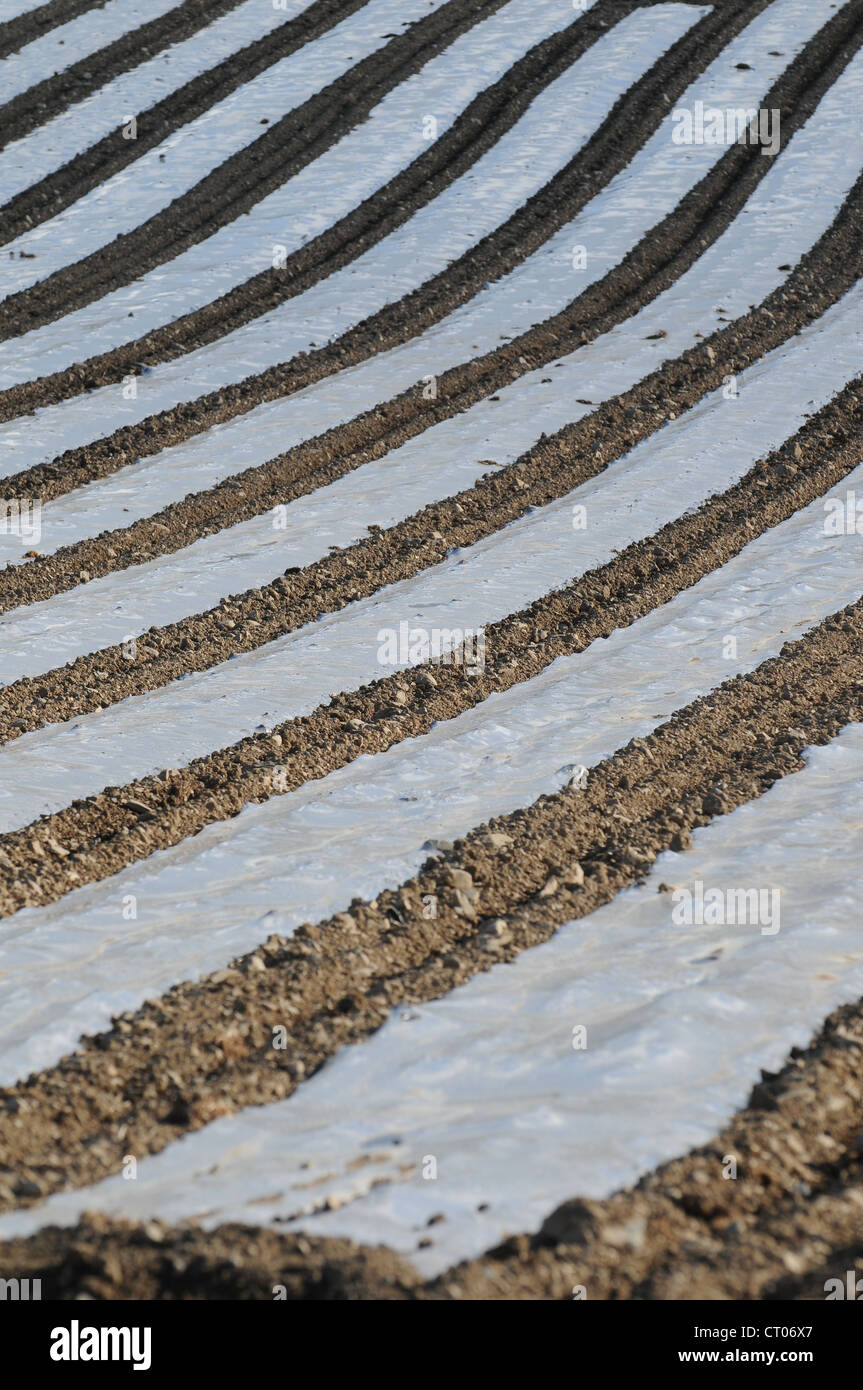Maize crop plastic hi-res stock photography and images - Alamy