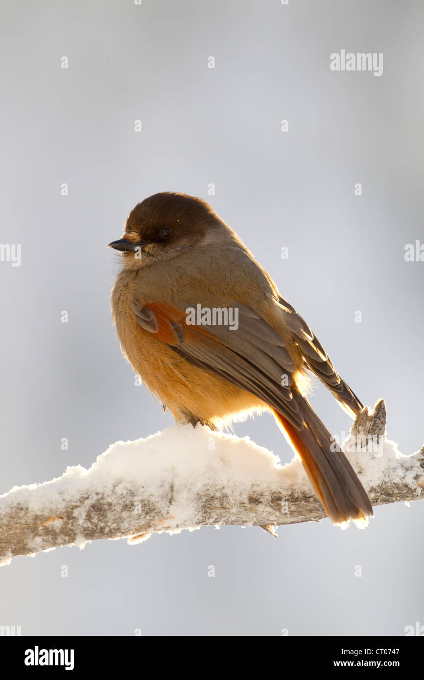 Siberian jay perisoreus infaustus kuusamo hi-res stock photography and ...