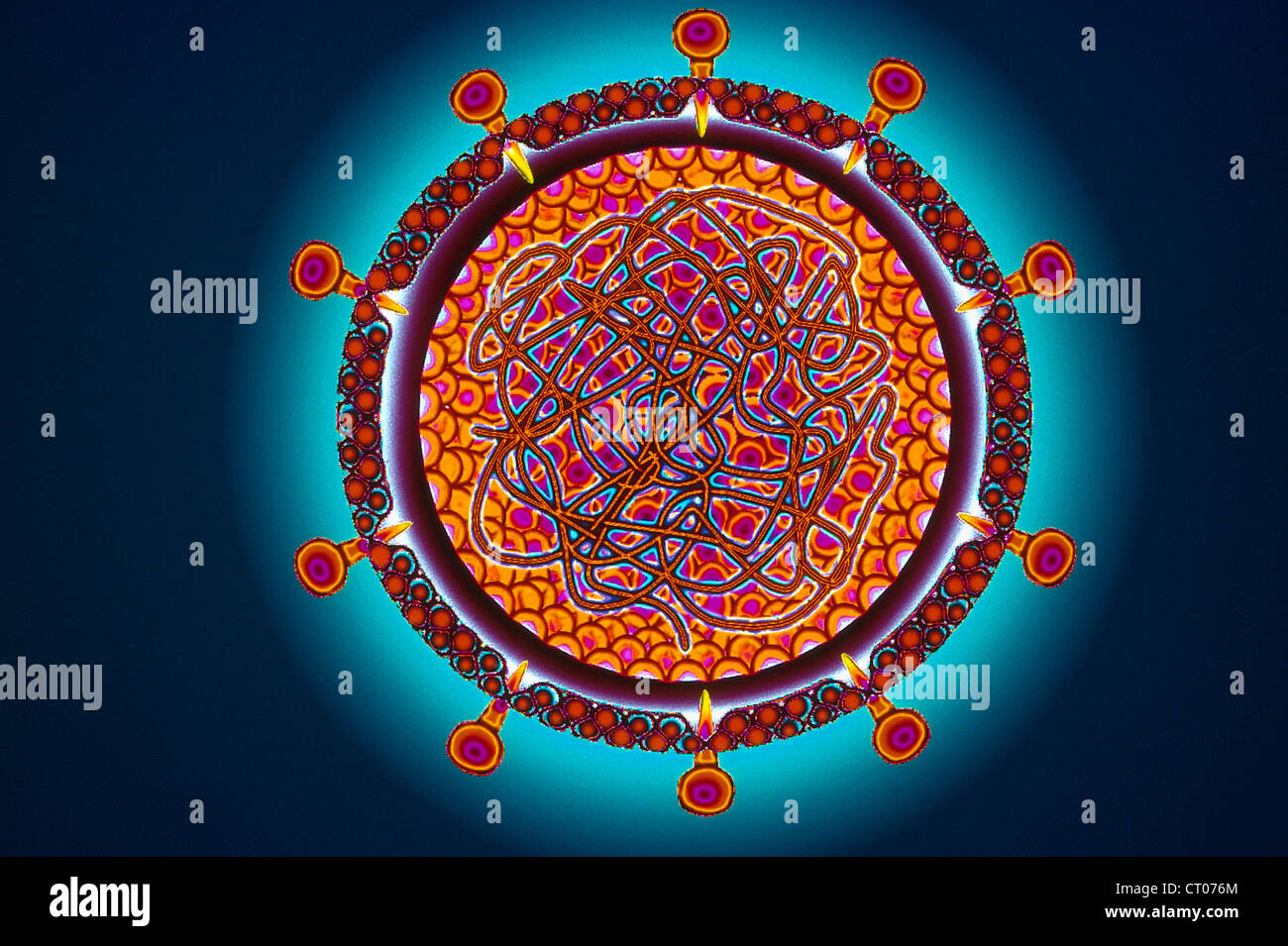 Hepatitis c drawing hi-res stock photography and images - Alamy