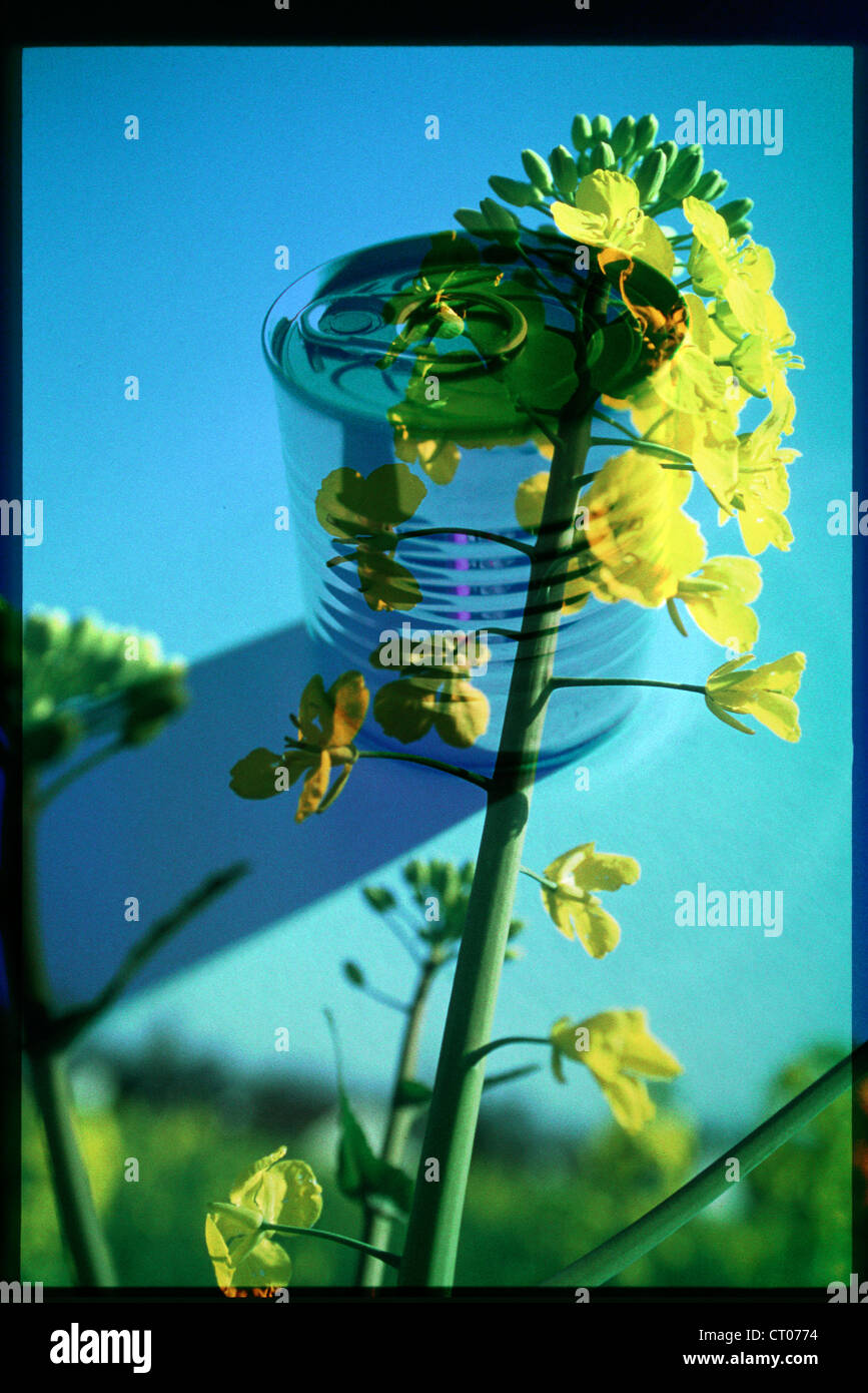 Manipulating flowers hi-res stock photography and images - Alamy