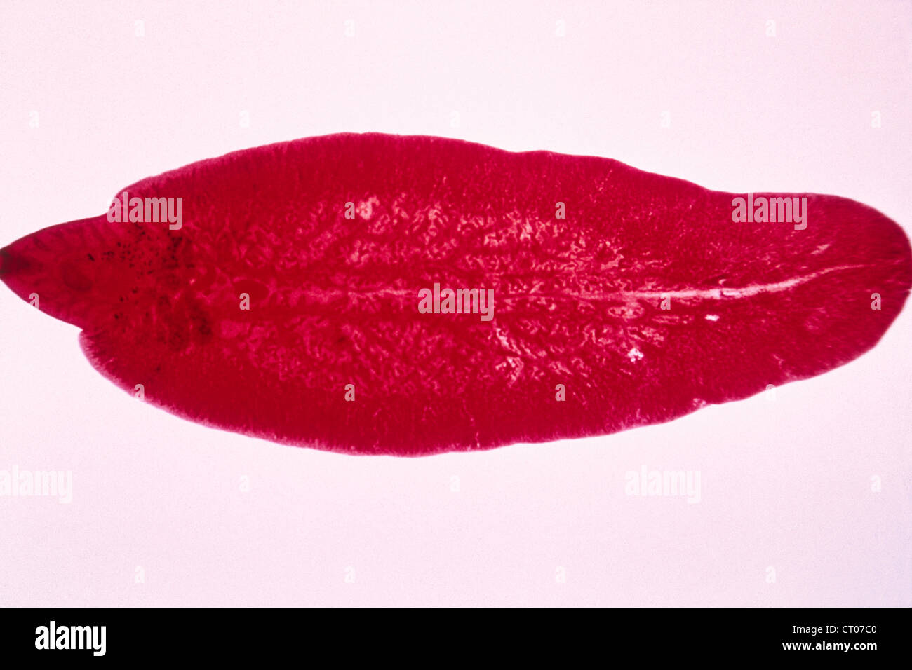 SHEEP LIVER FLUKE Stock Photo - Alamy