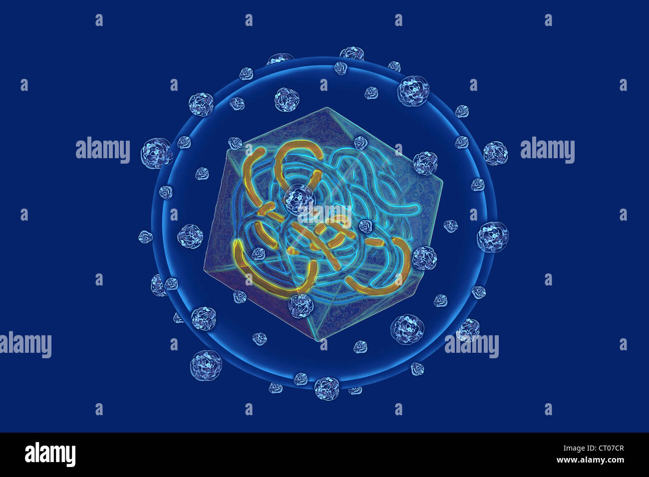 Hepadnavirus High Resolution Stock Photography and Images - Alamy