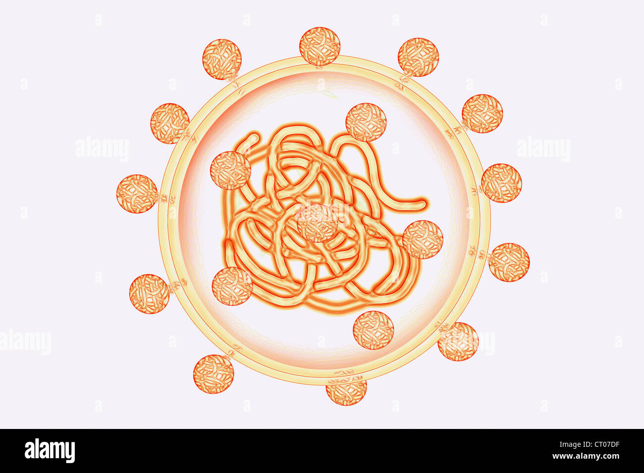 Hepatitis c drawing hi-res stock photography and images - Alamy