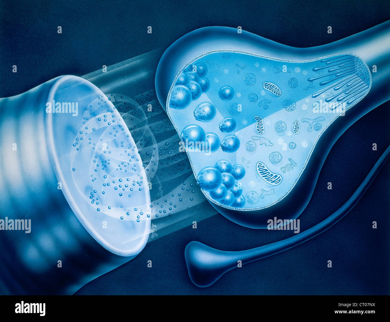Neuron cell blue hi-res stock photography and images - Alamy