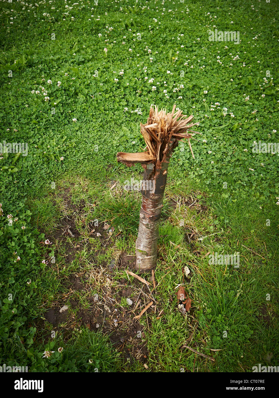 Vandalised tree in park Stock Photo - Alamy