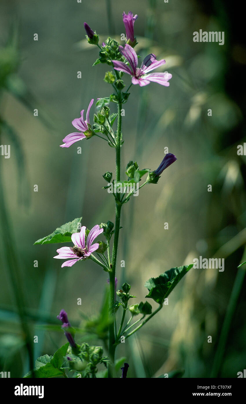 Mallow malva sp hi-res stock photography and images - Alamy