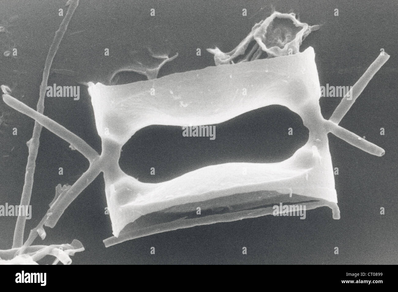 Ocean diatoms phytoplankton hi-res stock photography and images - Alamy