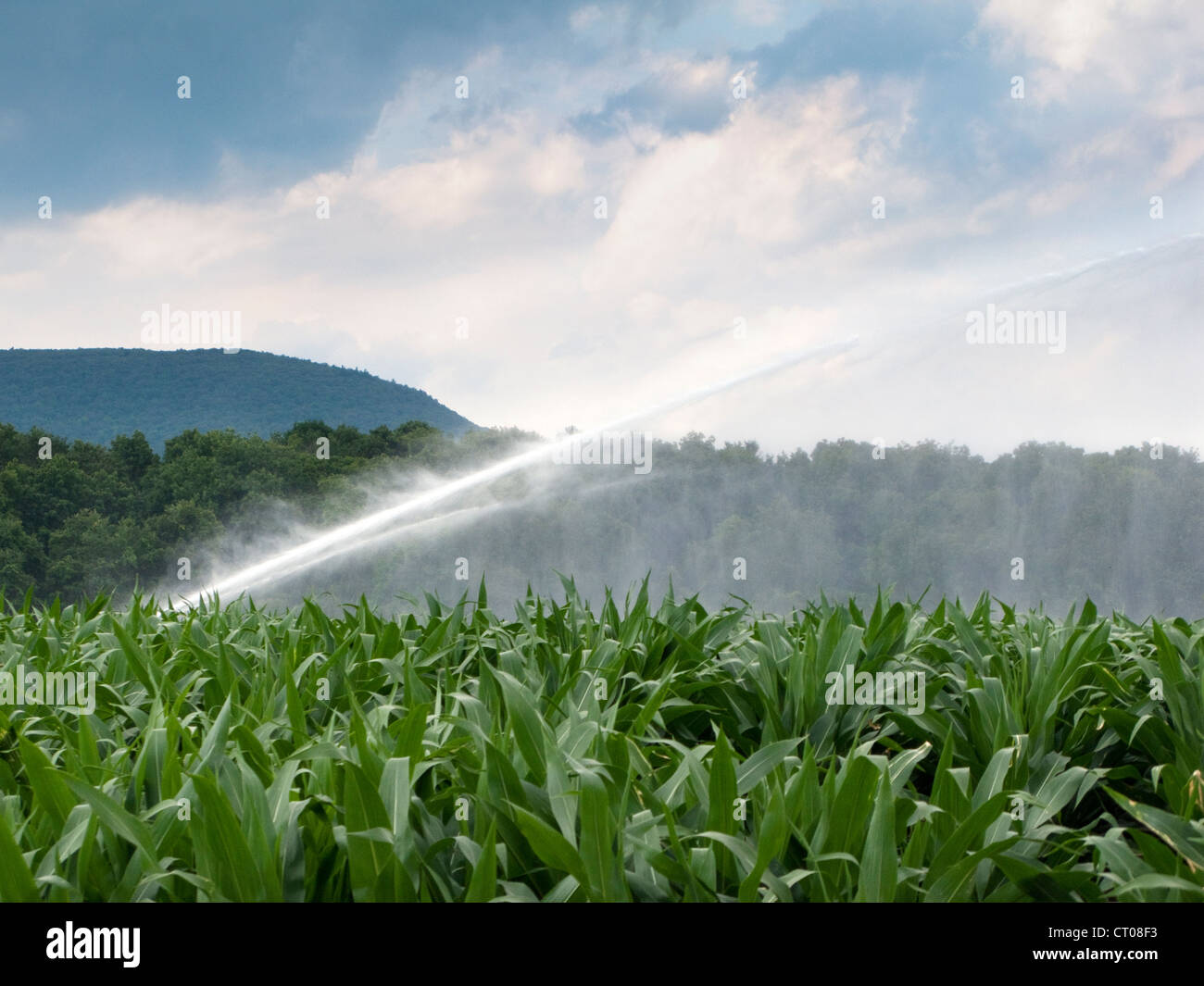 sprinkler watering corn field Stock Photo - Alamy