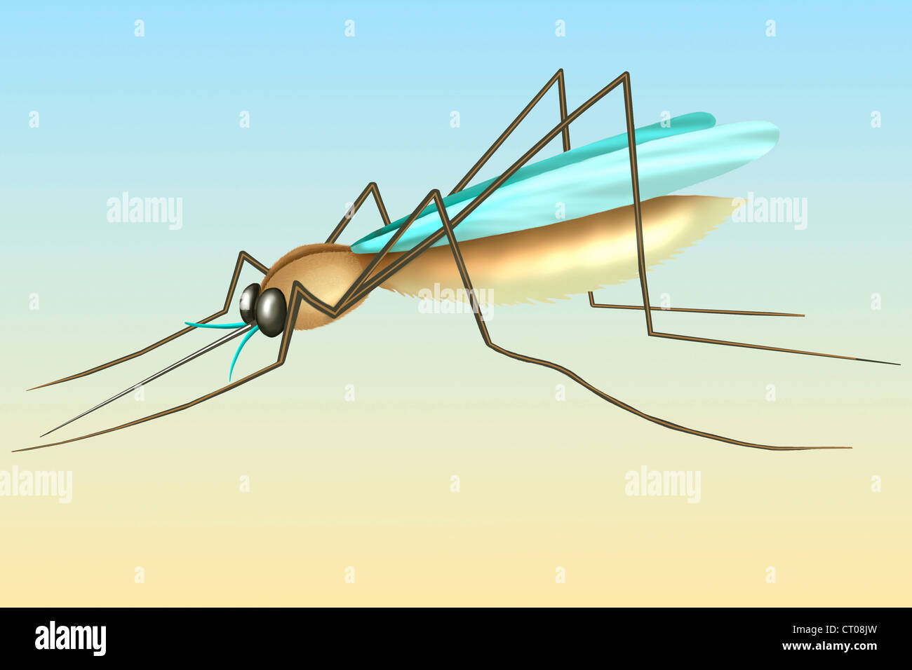 Mosquito drawing hi-res stock photography and images - Alamy