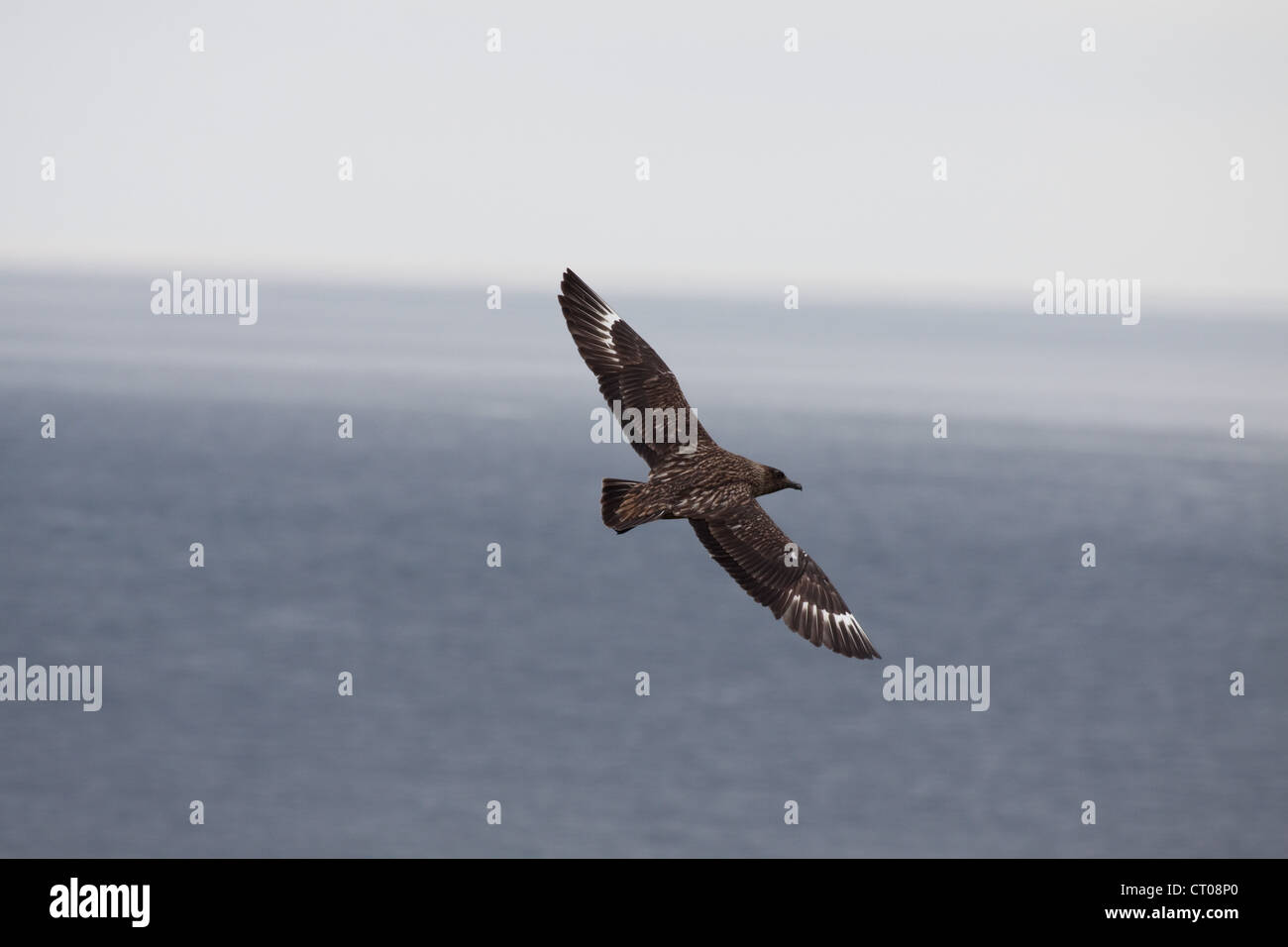Great Skua, Stercorarious skua, adult flying over the sea. Also known ...