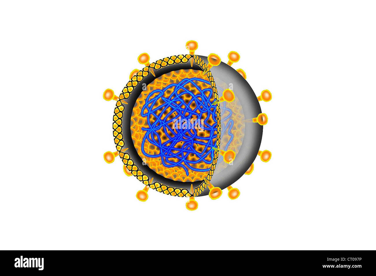 Hepatitis c drawing hi-res stock photography and images - Alamy