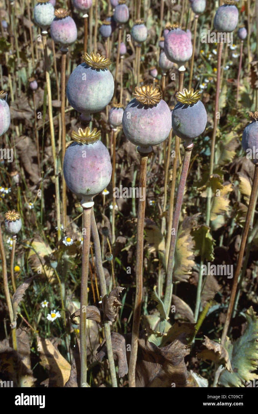 Cultivate poppy hi-res stock photography and images - Alamy