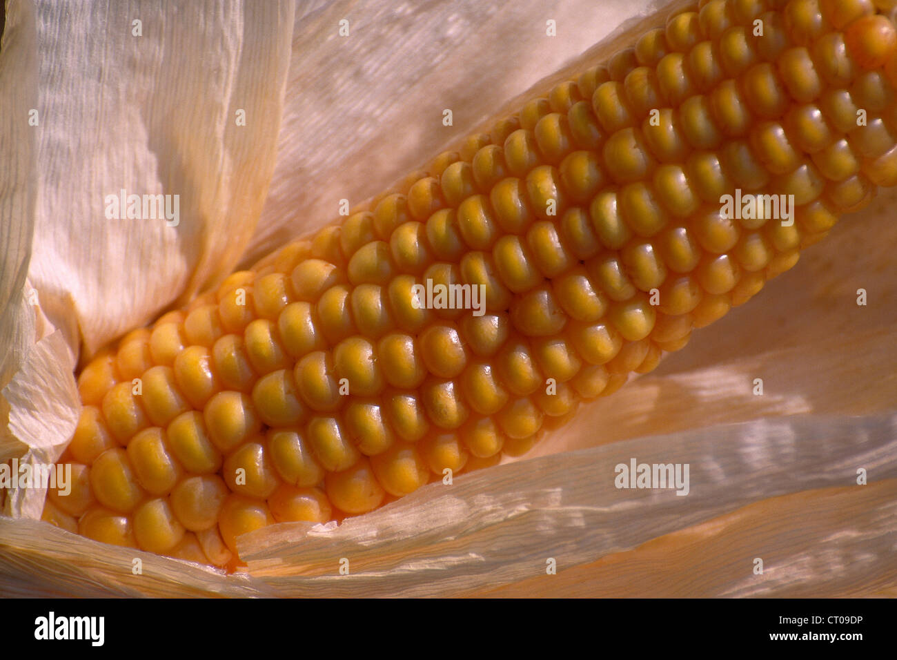 Genetically engineered maize hi-res stock photography and images - Alamy