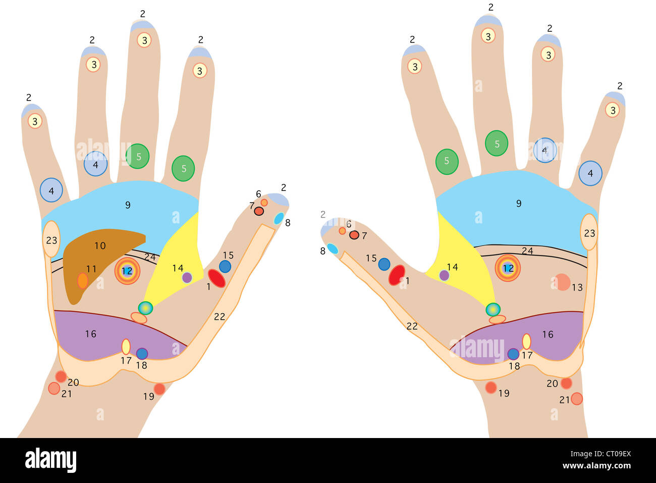 Hand reflexology therapy Cut Out Stock Images & Pictures - Alamy