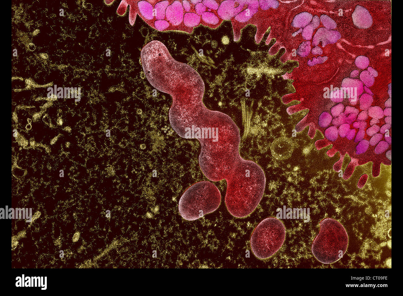 Helicobacter Heilmannii High Resolution Stock Photography and Images ...