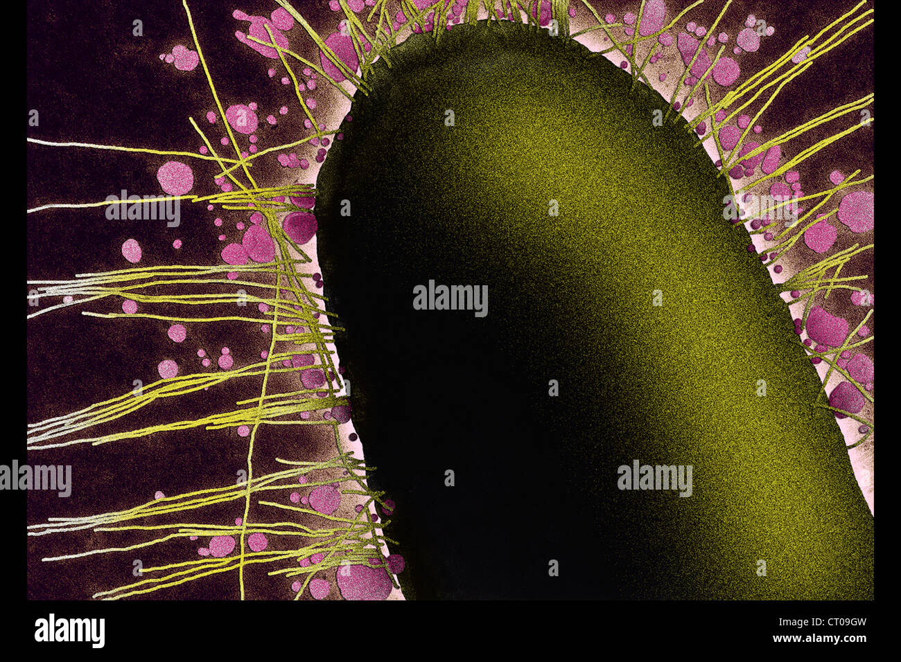 E coli pili micrograph hi-res stock photography and images - Alamy