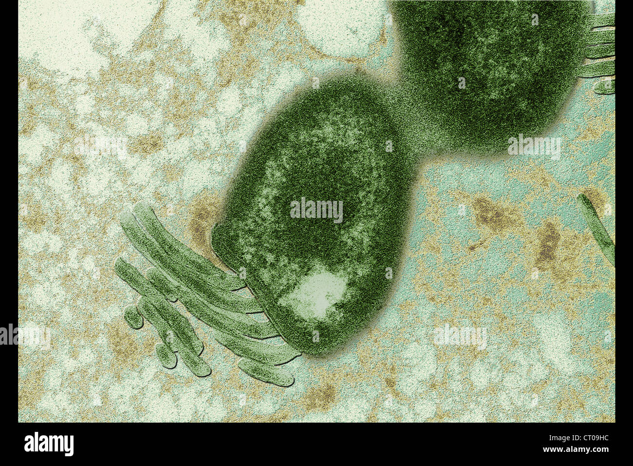 Helicobacter heilmannii hi-res stock photography and images - Alamy