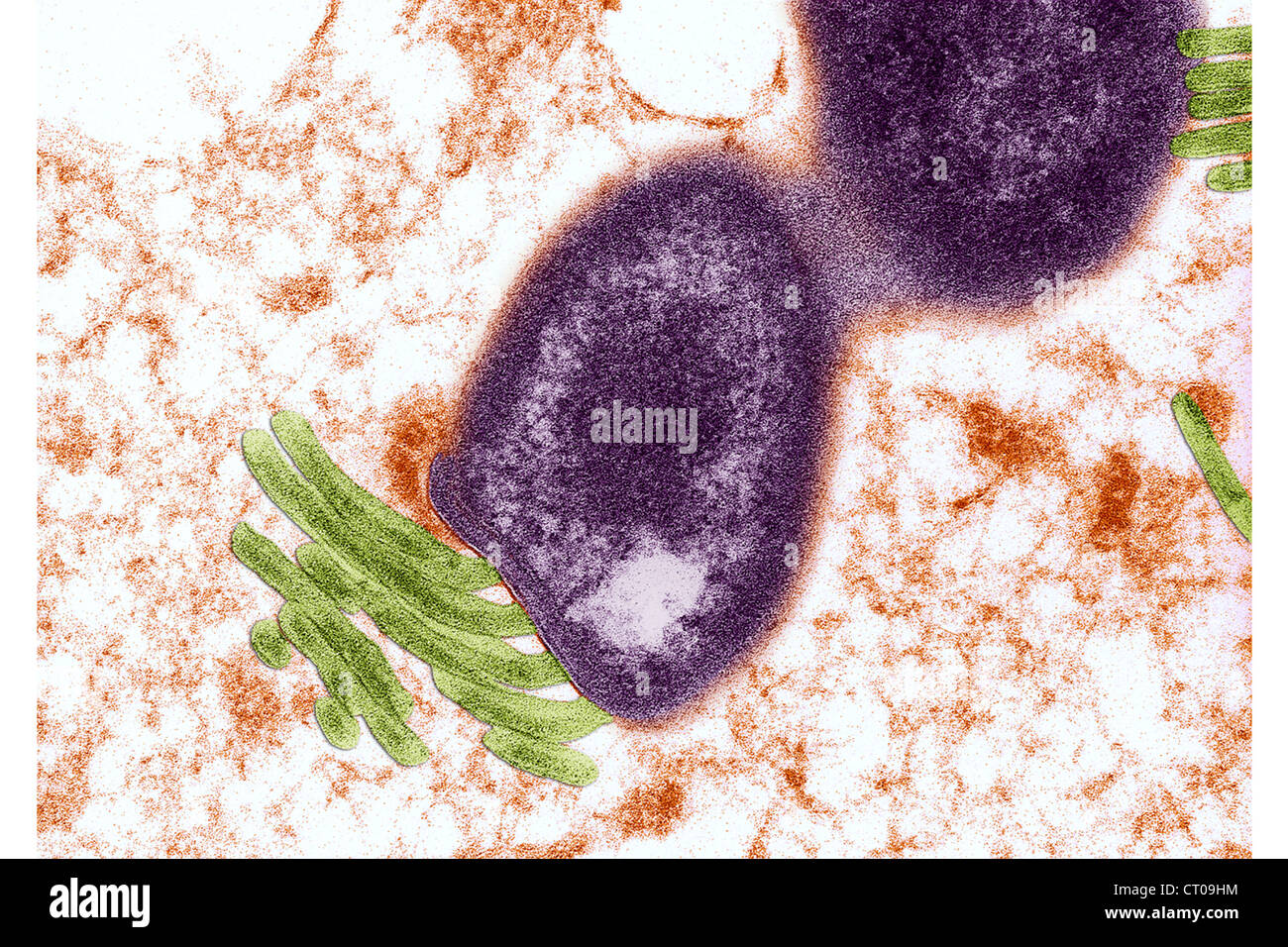 Helicobacter heilmannii hi-res stock photography and images - Alamy