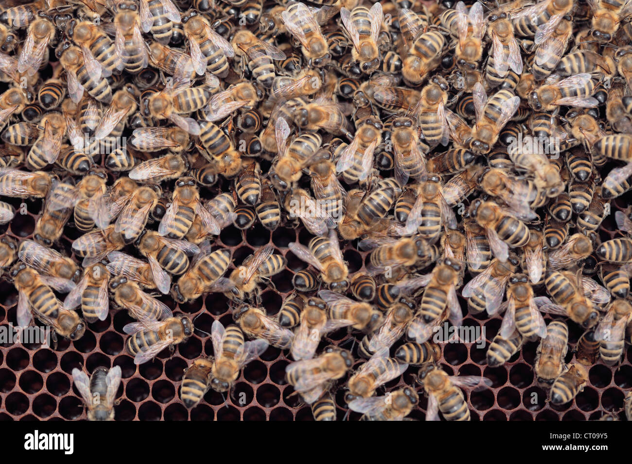 Honey combs hi-res stock photography and images - Alamy