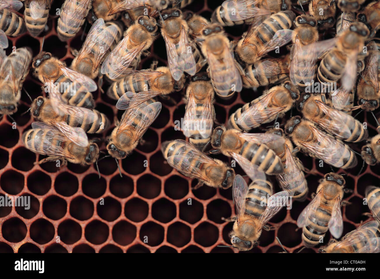 Bees on the honey combs Stock Photo - Alamy