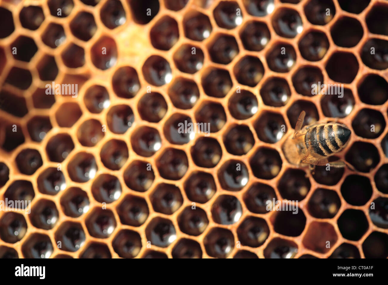 A bee on the honey combs, full frame Stock Photo - Alamy