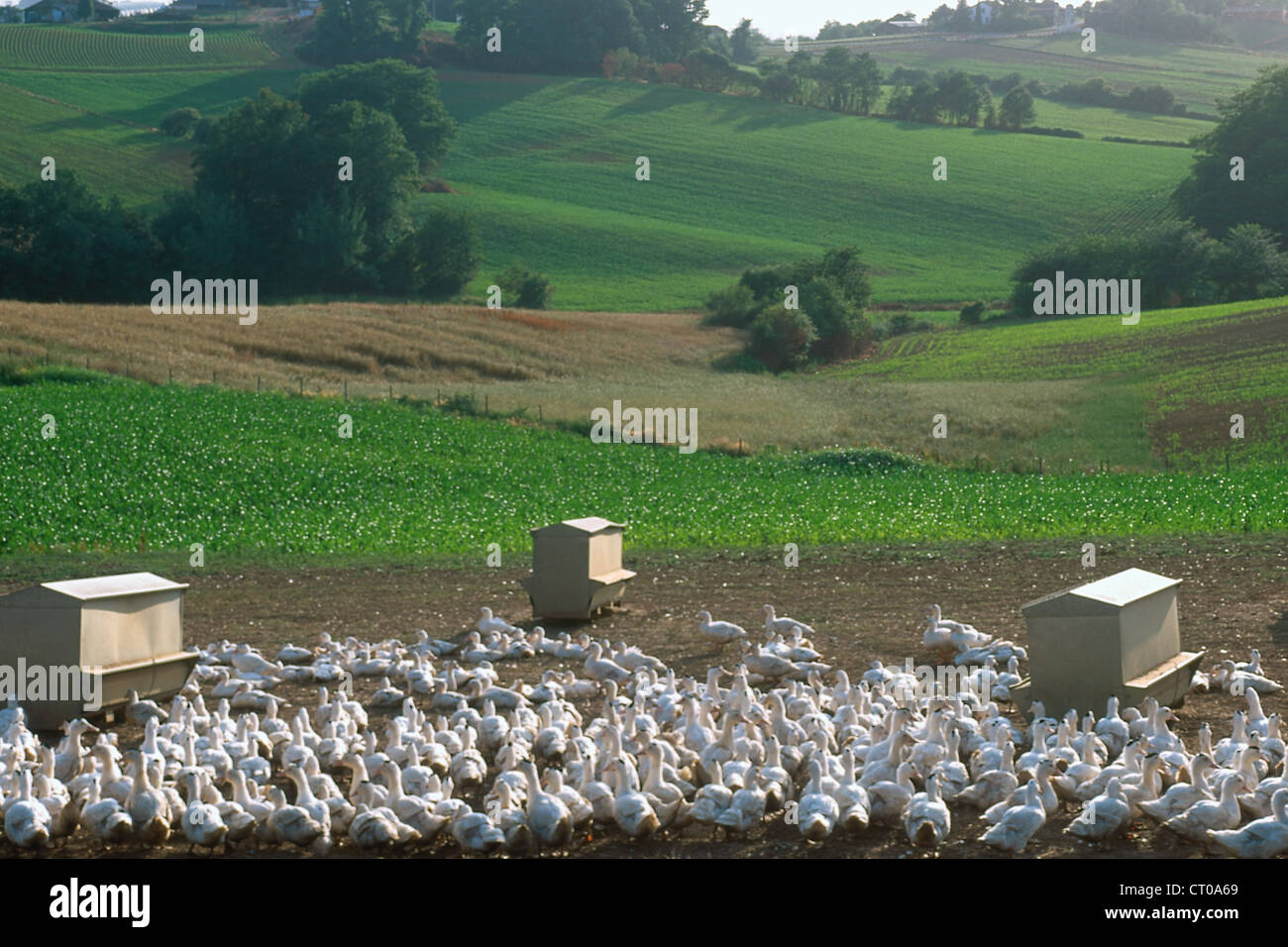 Farmed ducks hi-res stock photography and images - Alamy
