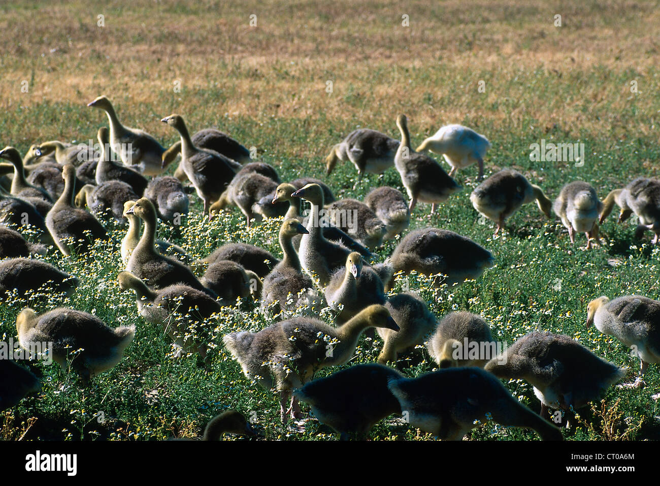 Feeding geese for foie gras hi-res stock photography and images - Alamy