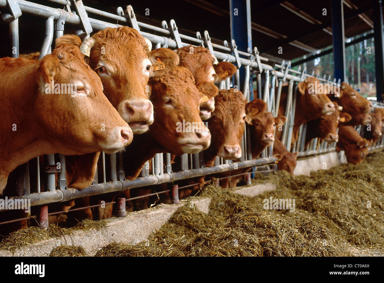 Factory farmed cow hi-res stock photography and images - Alamy