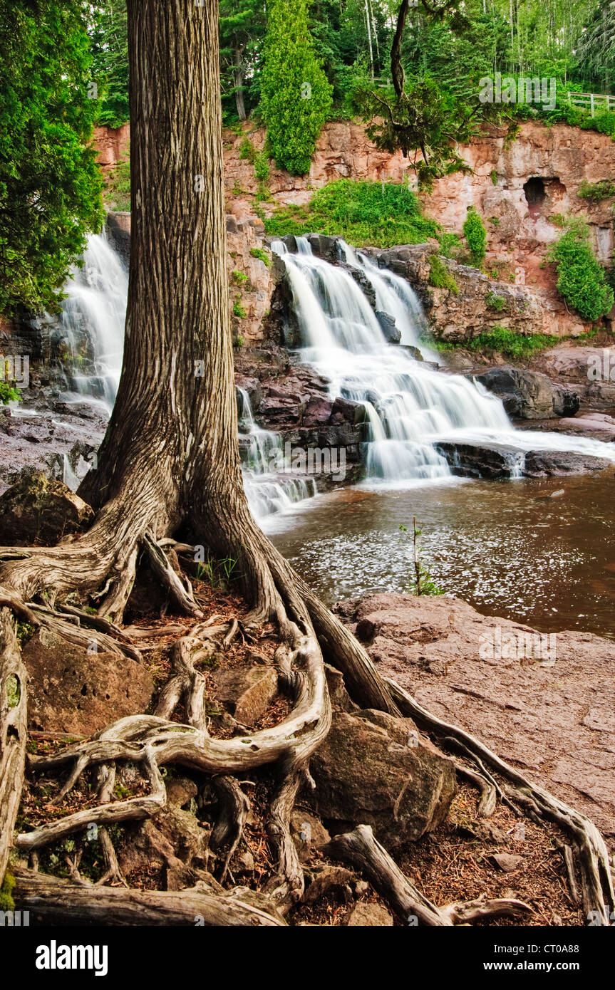 Gnarled cedar tree hi-res stock photography and images - Alamy