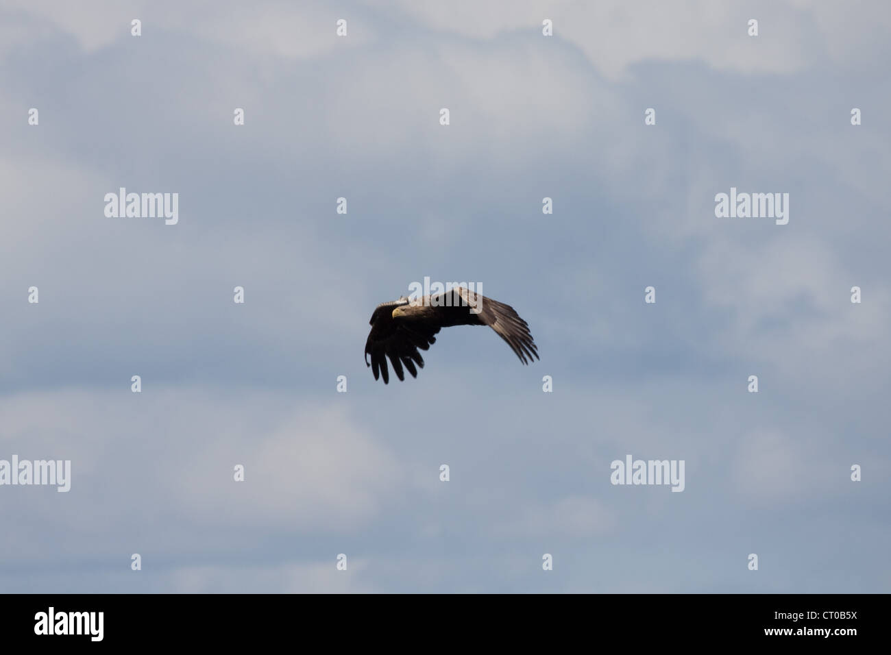 White tailed eagle scotland hi-res stock photography and images - Alamy
