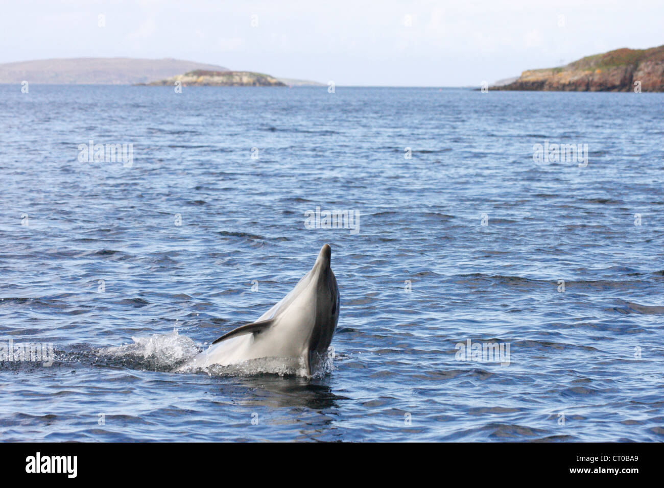 Common dolphin british uk hi-res stock photography and images - Alamy