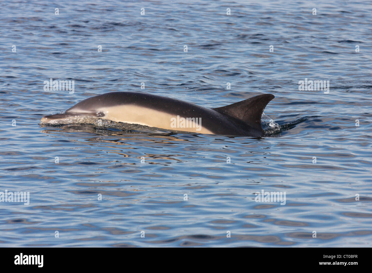 Common dolphin hi-res stock photography and images - Alamy
