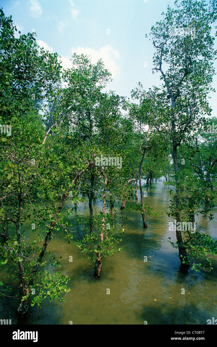 Malaysia, Borneo, Sarawak, Bako National Park, mangrove forest Stock ...