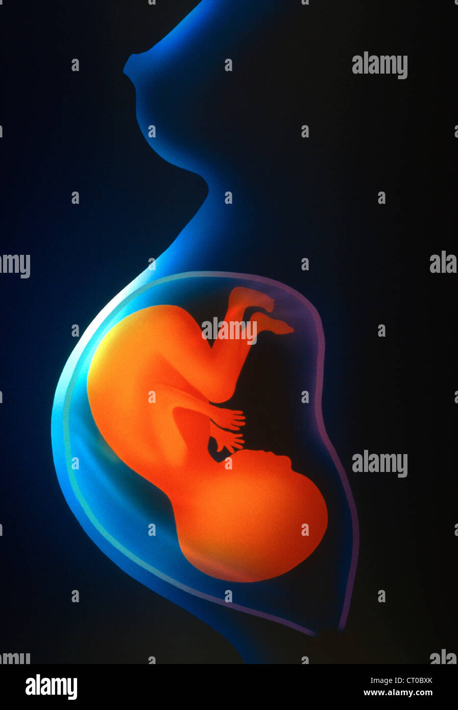 8 month fetus hi-res stock photography and images - Alamy