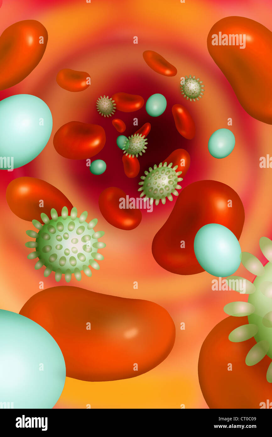 White Blood Cell Drawing Stock Photos & White Blood Cell Drawing Stock ...