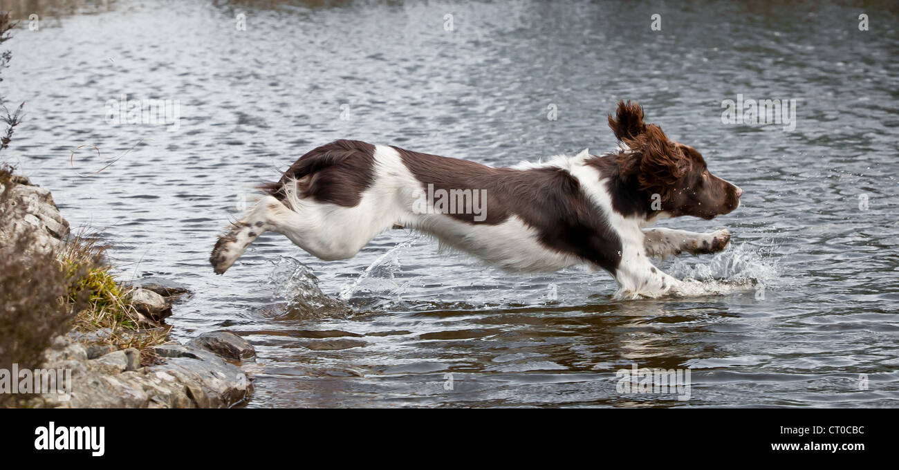 Springer spaniel shooting water hi-res stock photography and images - Alamy