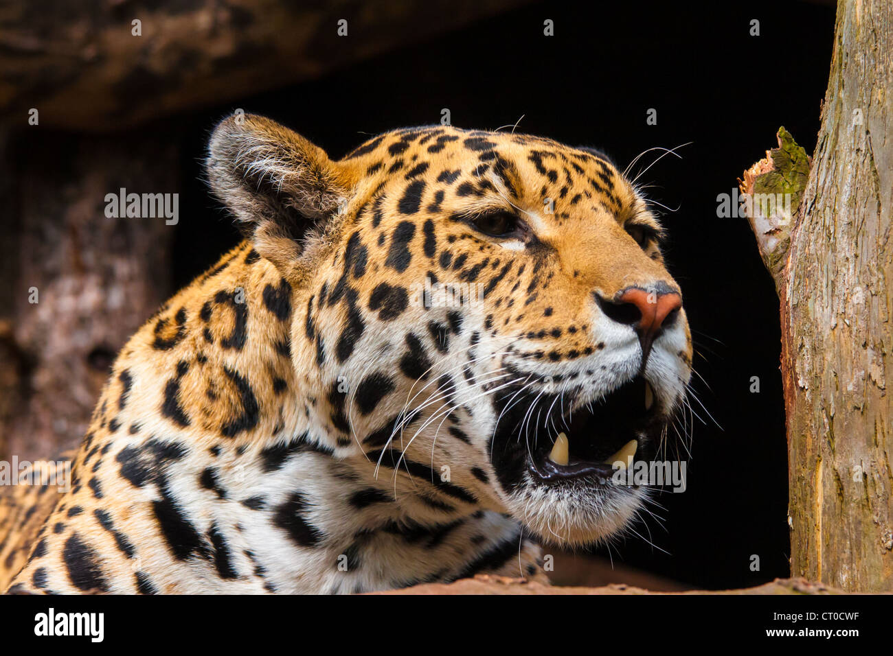 Portrait of a female Jaguar (Panthera onca Stock Photo - Alamy