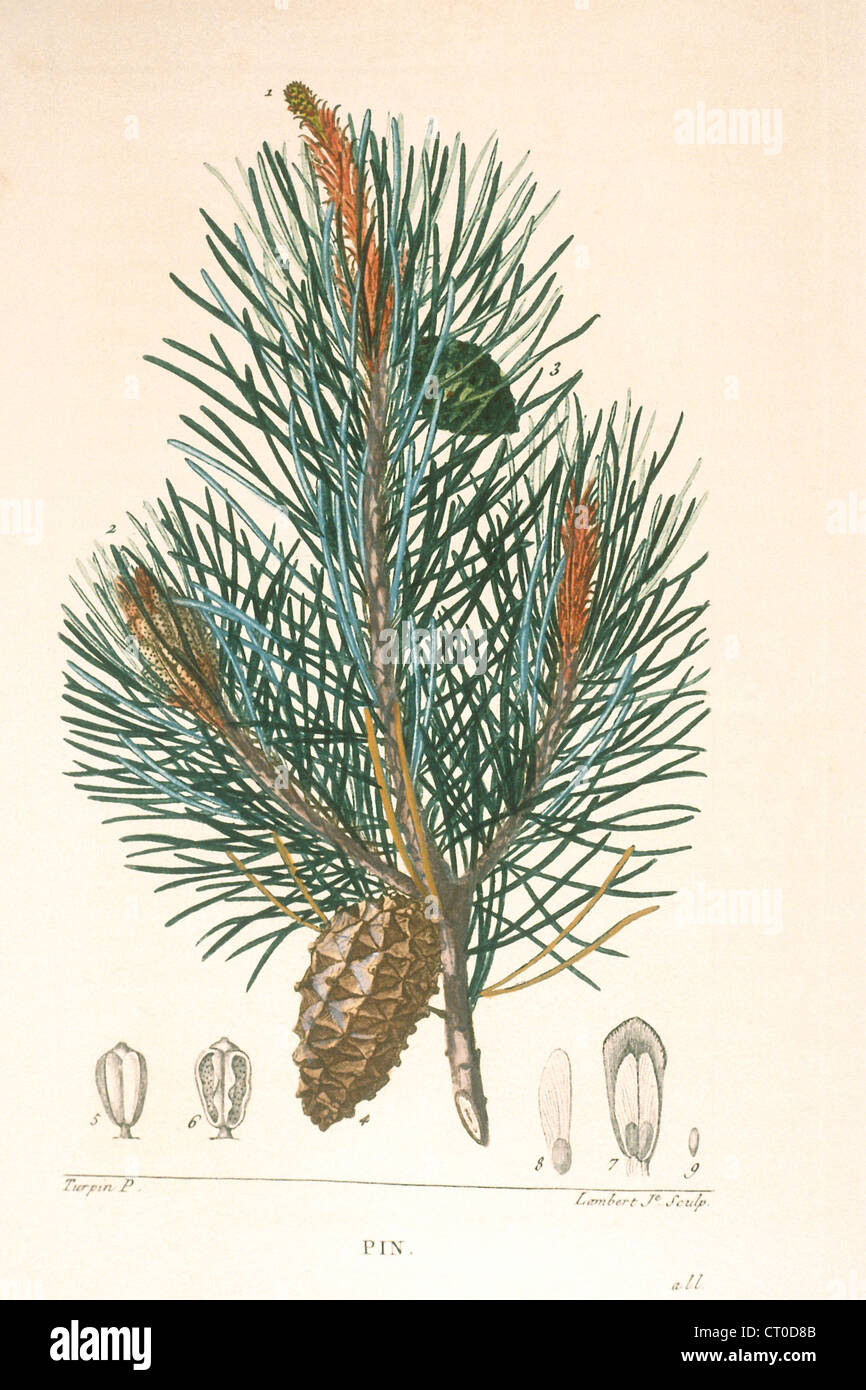 Pine trees in art hi-res stock photography and images - Alamy