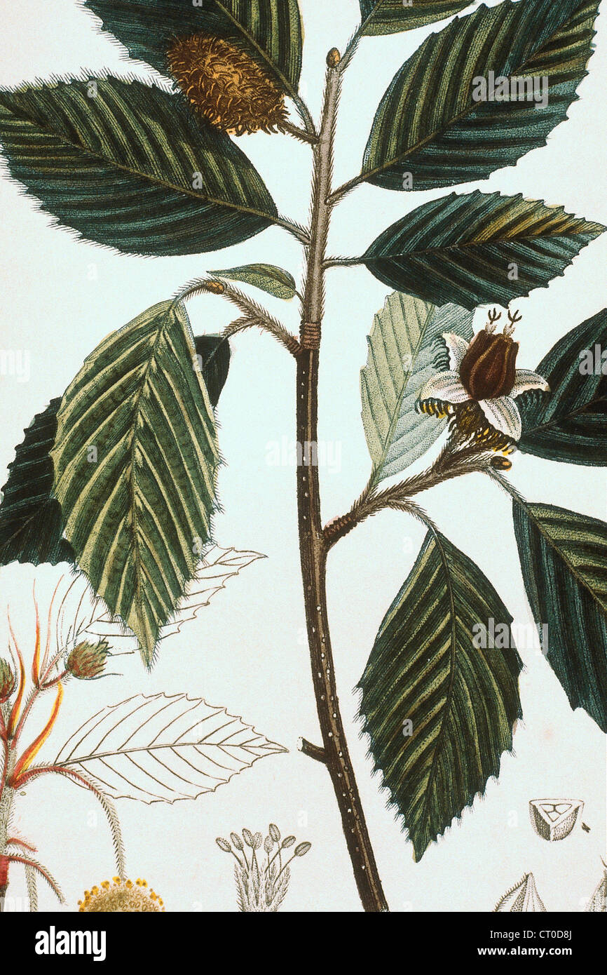 Beech tree drawing hi-res stock photography and images - Alamy