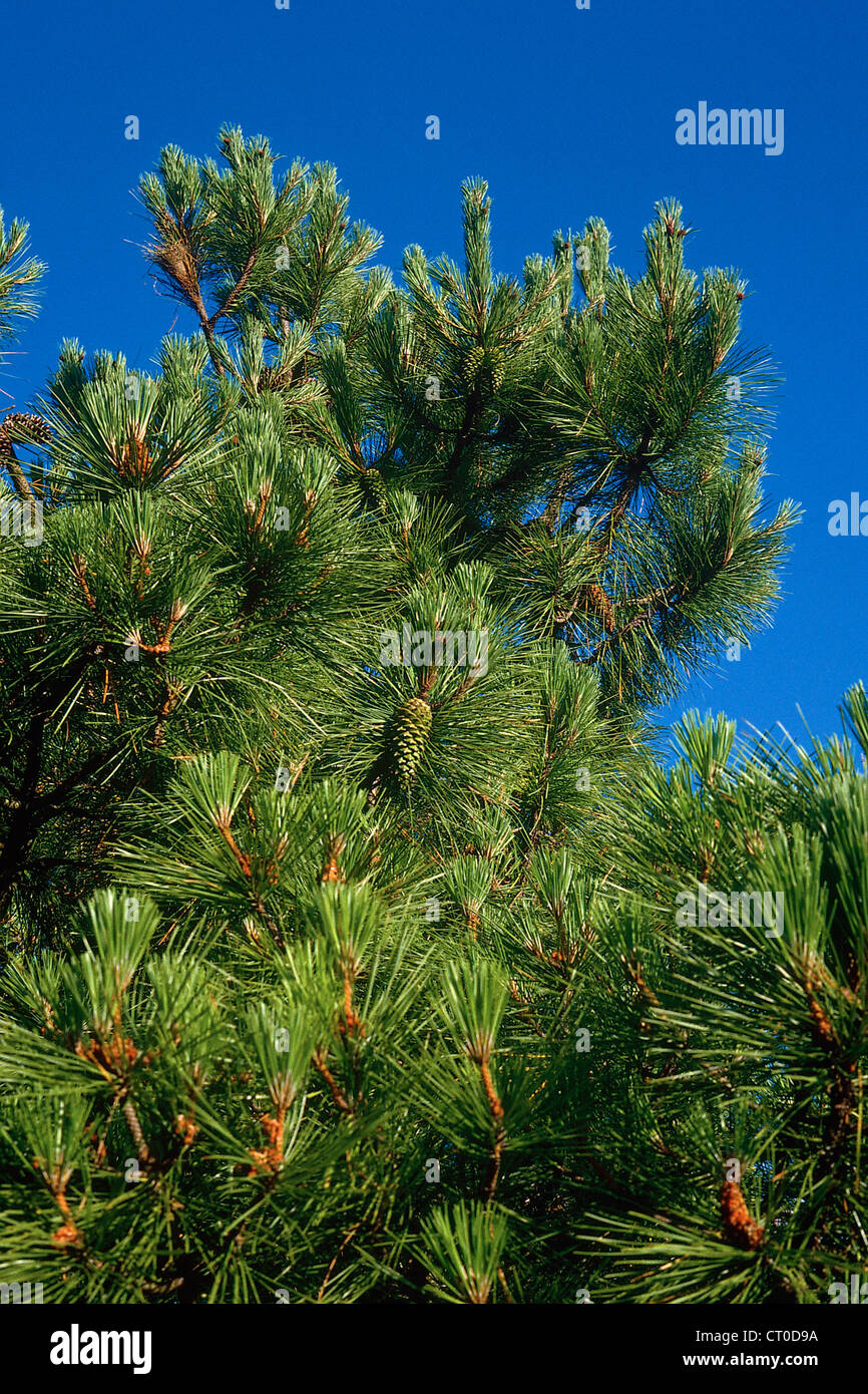 Pinus maritima hi-res stock photography and images - Alamy