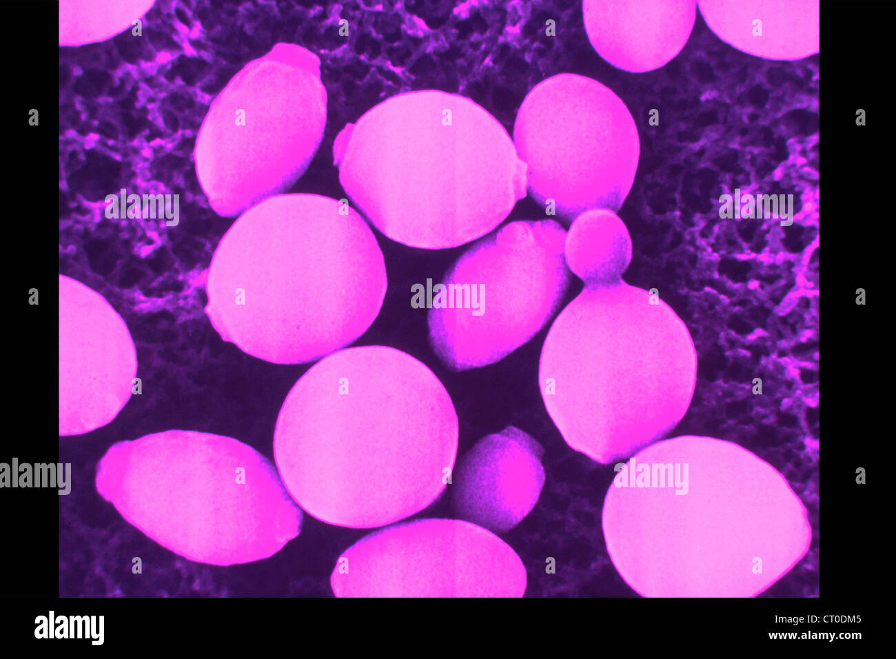 Cryptococcus sem hi-res stock photography and images - Alamy