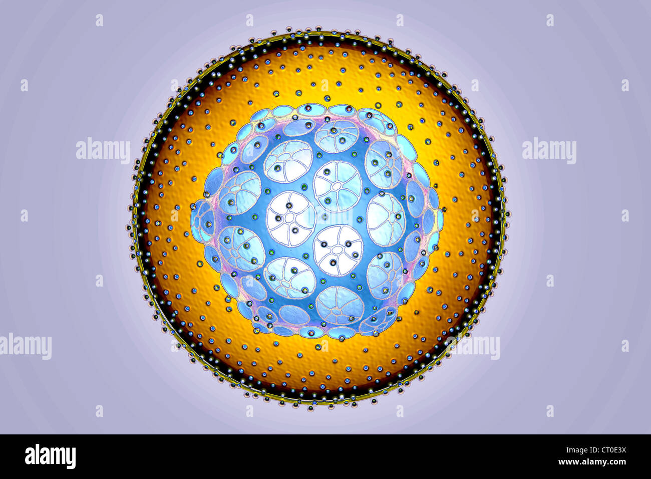 HERPES SIMPLEX VIRUS Stock Photo - Alamy