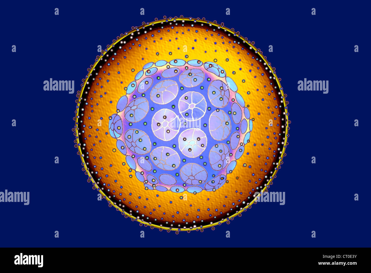 HERPES SIMPLEX VIRUS Stock Photo - Alamy