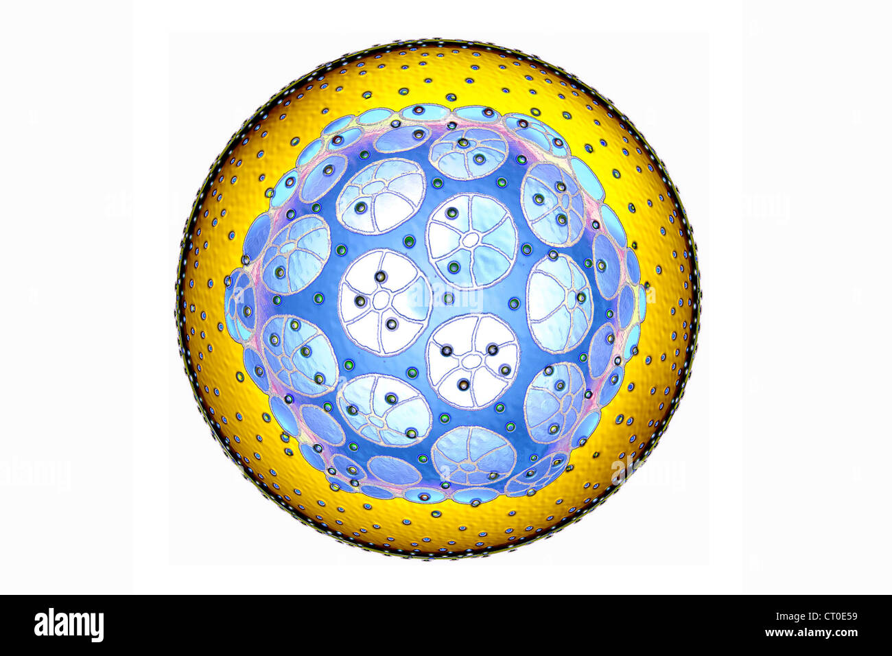HERPES SIMPLEX VIRUS Stock Photo - Alamy